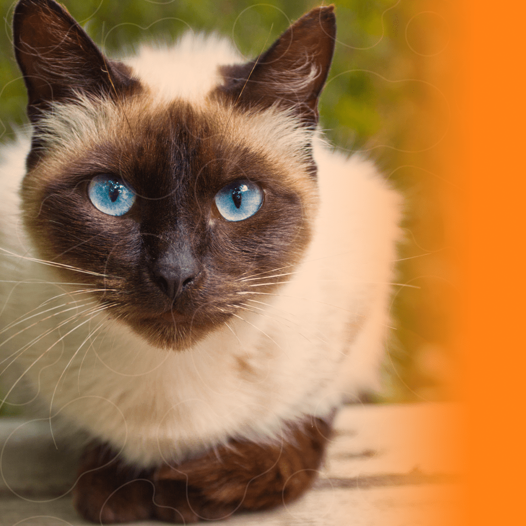 Gato siamés: todo lo que debes saber