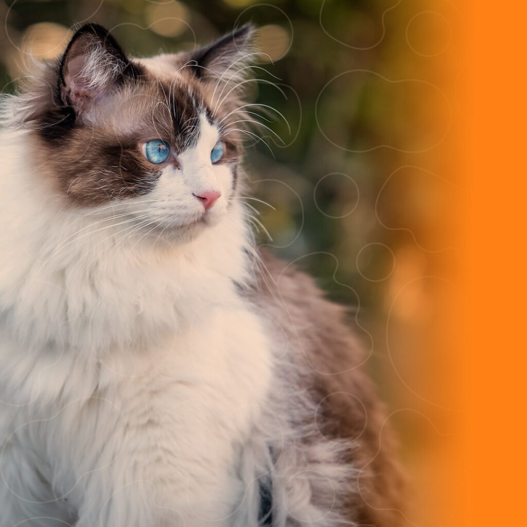 Gato Ragdoll: todo lo que debes saber