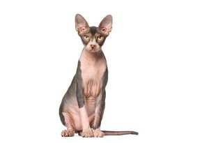 Gato esfinge: todo lo que debes saber