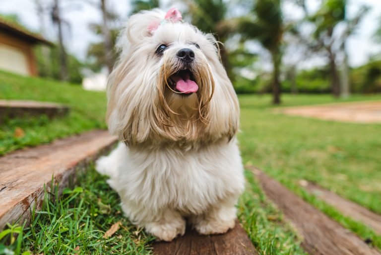 Lhasa apso: ¡todo sobre estos pequeños perros!