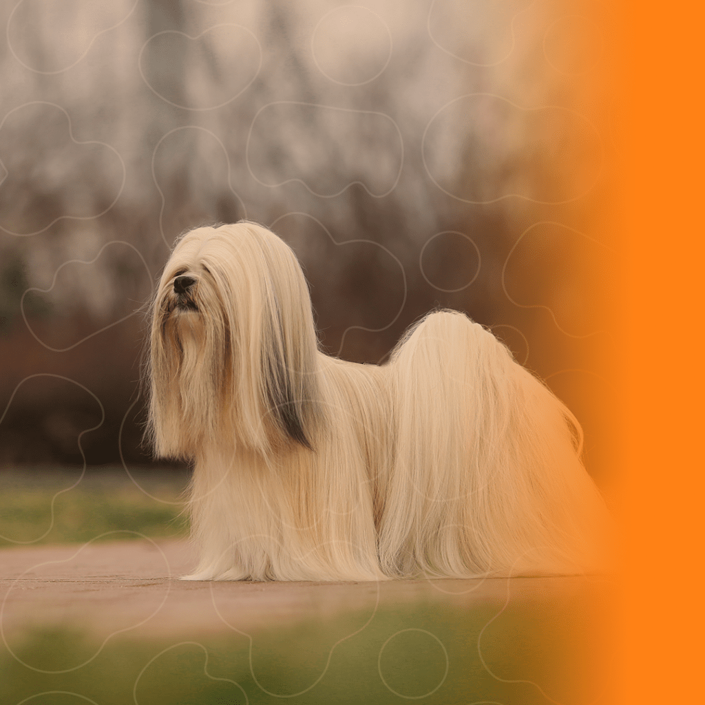 Lhasa apso: ¡todo sobre estos pequeños perros!