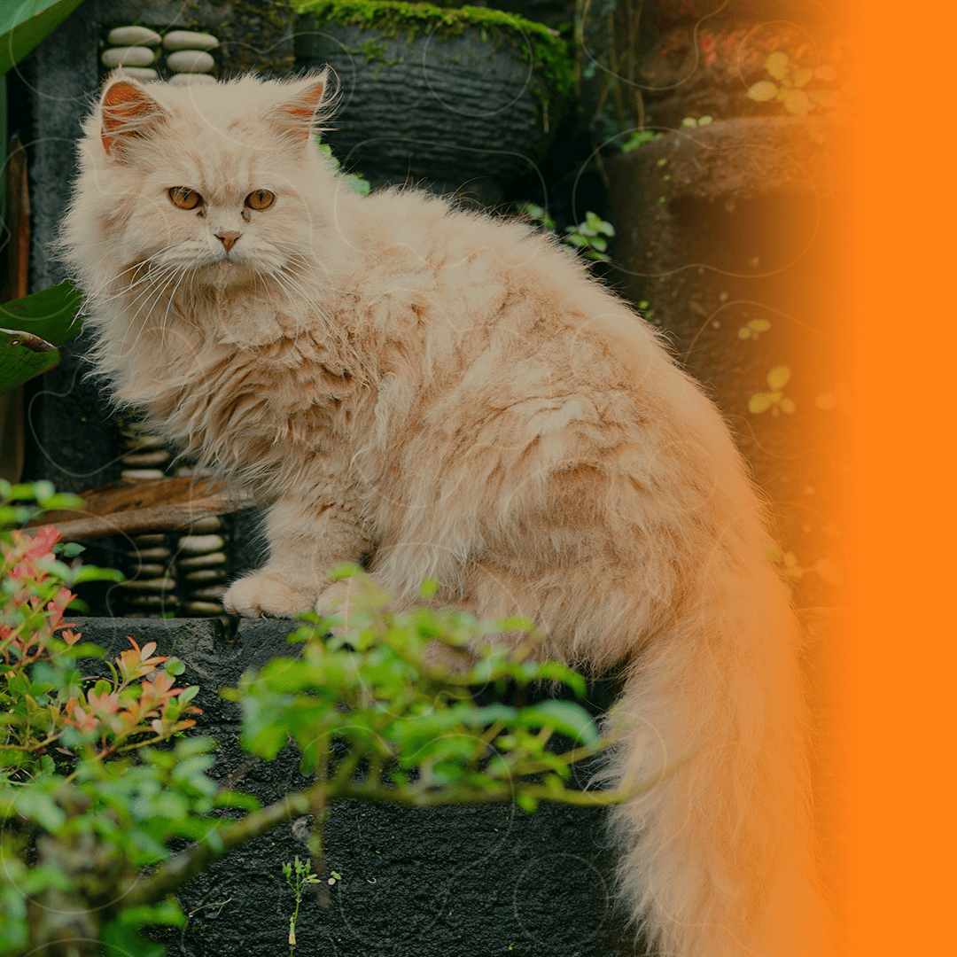 Gato siamés: todo lo que debes saber