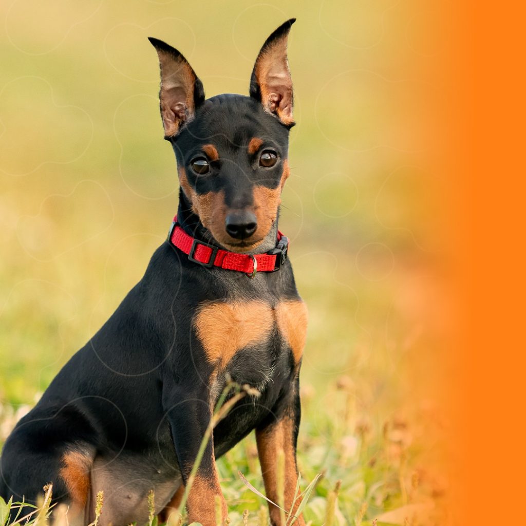 Pinscher miniatura: todo lo que necesitas saber
