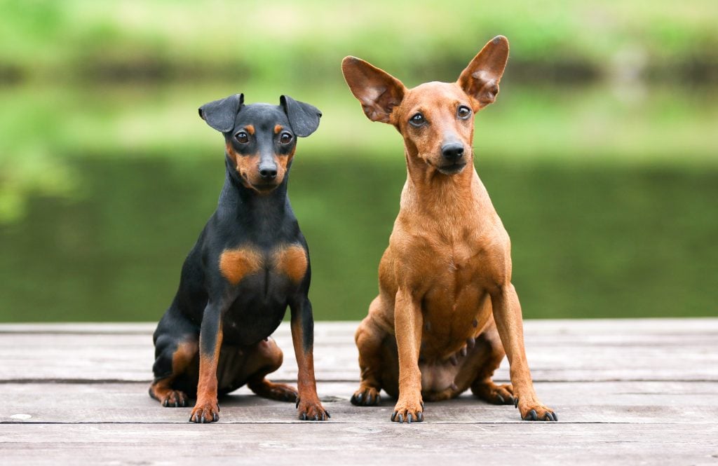 Pinscher miniatura: todo lo que necesitas saber