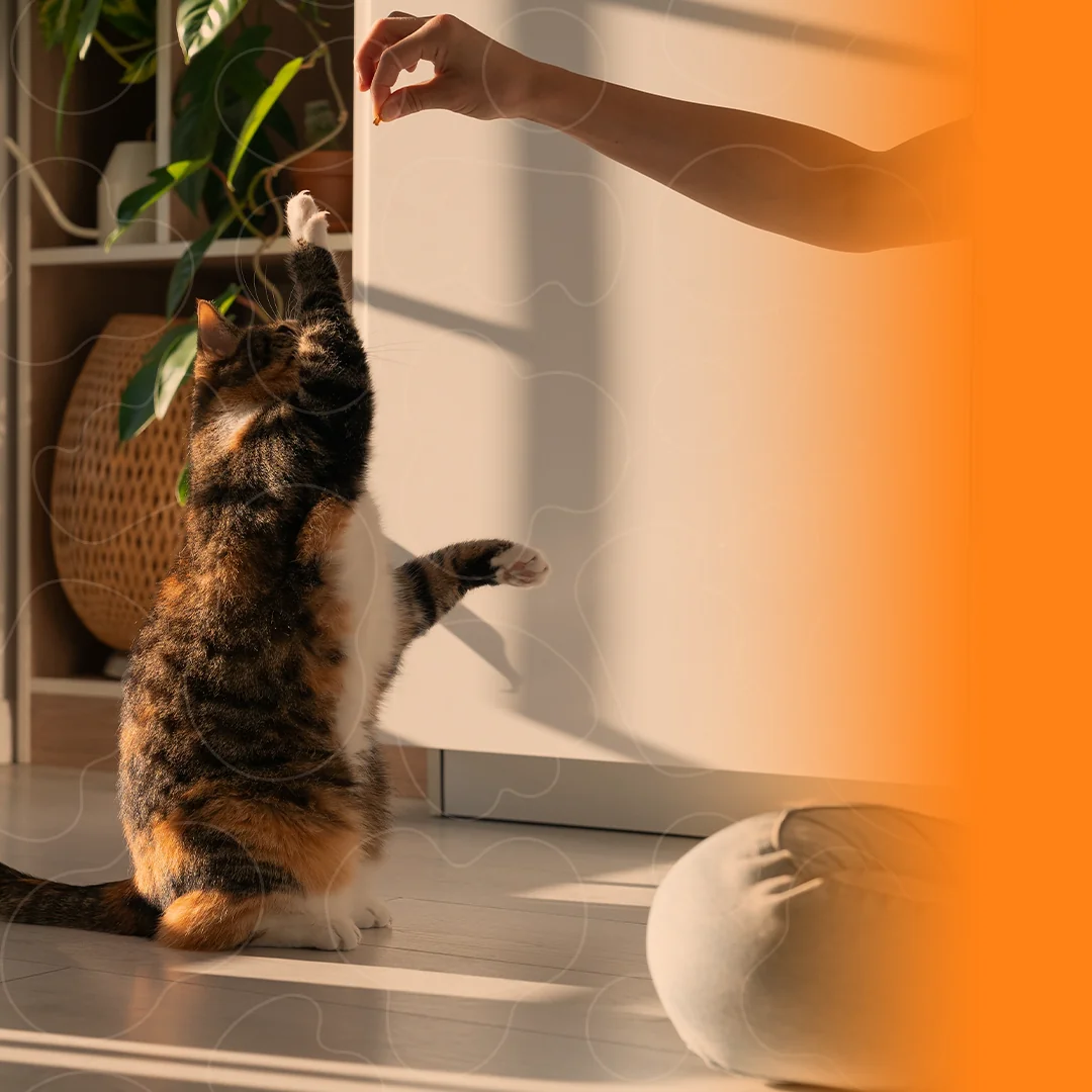 Pug: todo lo que necesitas saber