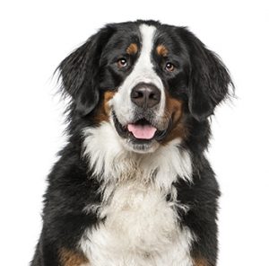 Boiadeiro Bernês: conheça esse cão com a PremieRpet