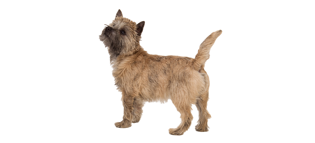 Cairn Terrier: veja mais sobre a raça com a PremieRpet