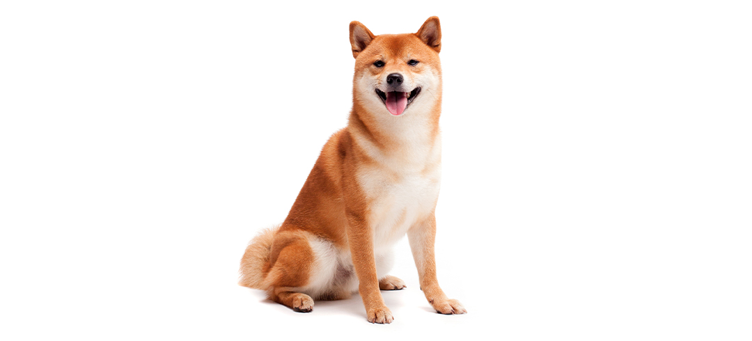 Shiba: entenda mais sobre esse pet | PremieRpet