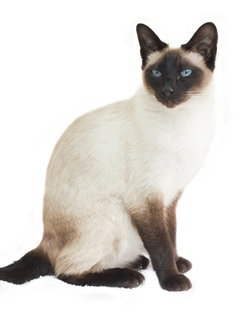 Siamês: confira na sobre essa raça na PremieRpet