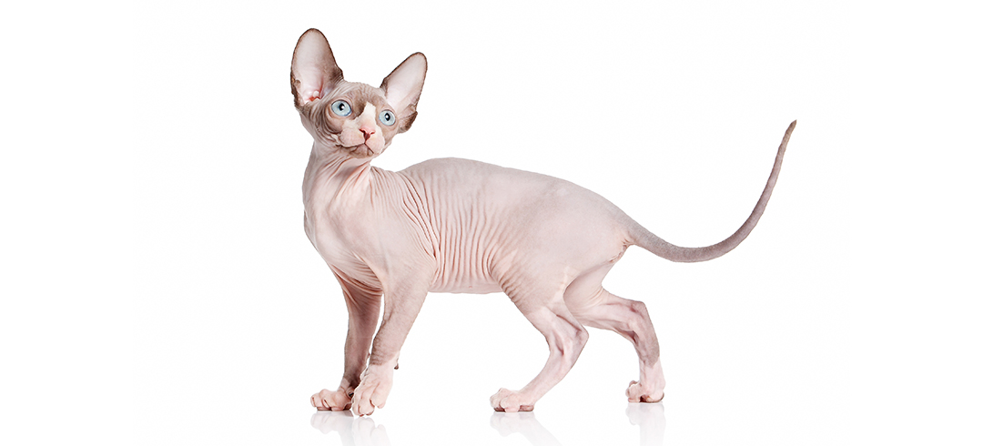 Sphynx: o gato sem pelo! Confira na PremieRpet