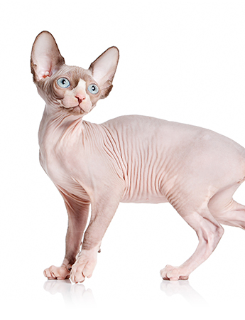 Sphynx: o gato sem pelo! Confira na PremieRpet