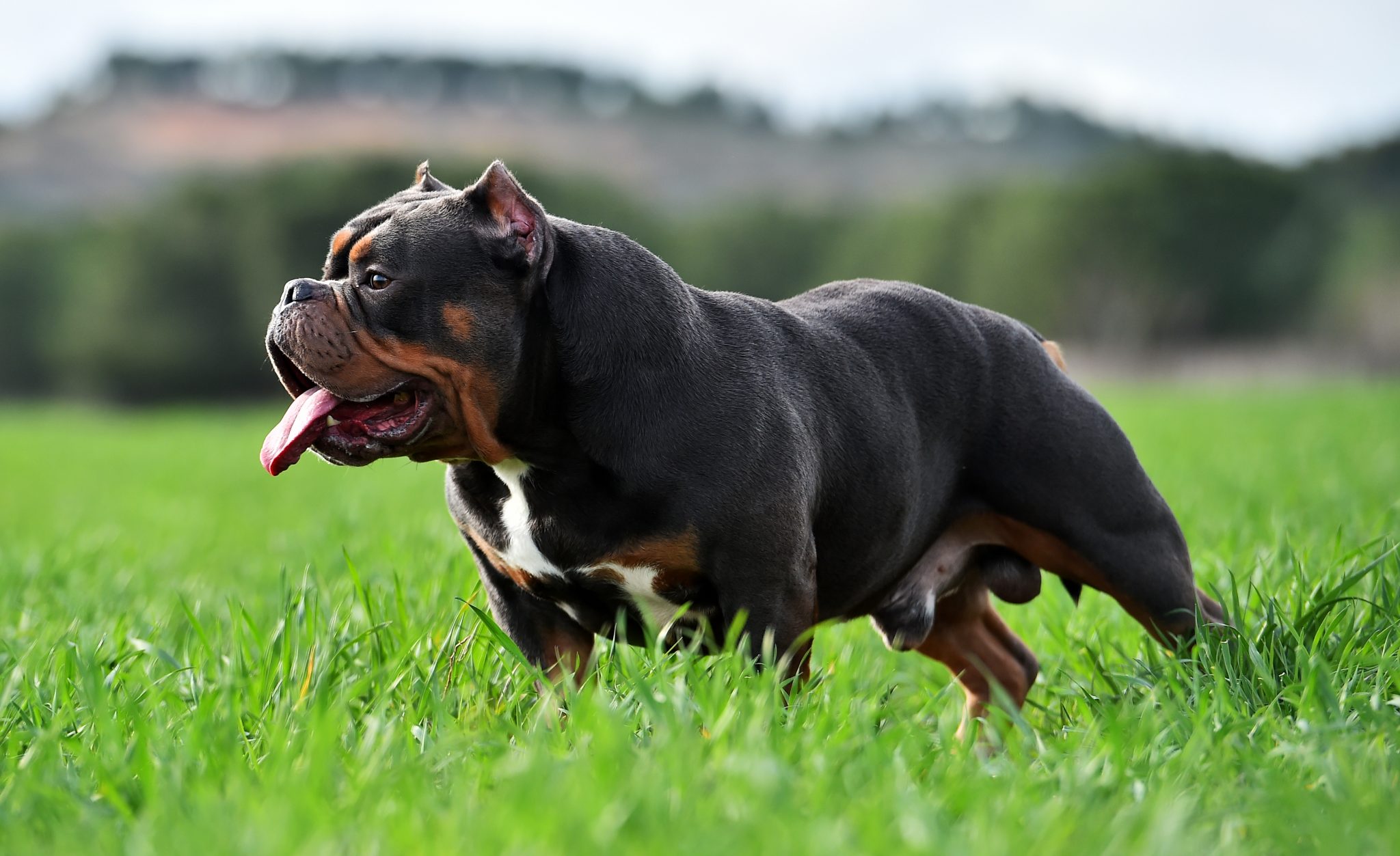 American Bully: veja sobre sua origem, comportamento e mais!