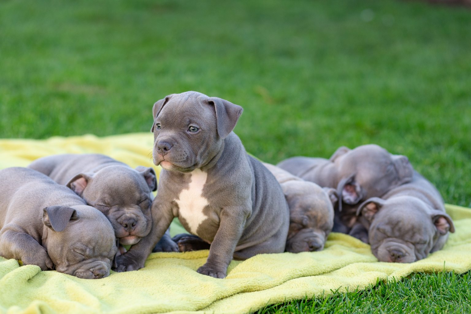 American Bully: veja sobre sua origem, comportamento e mais!