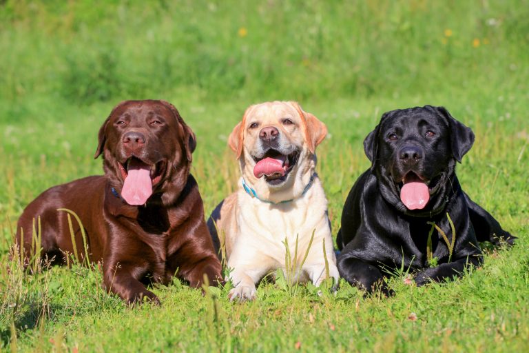 Labrador Retriever: conheça mais sobre a raça na PremieRpet!