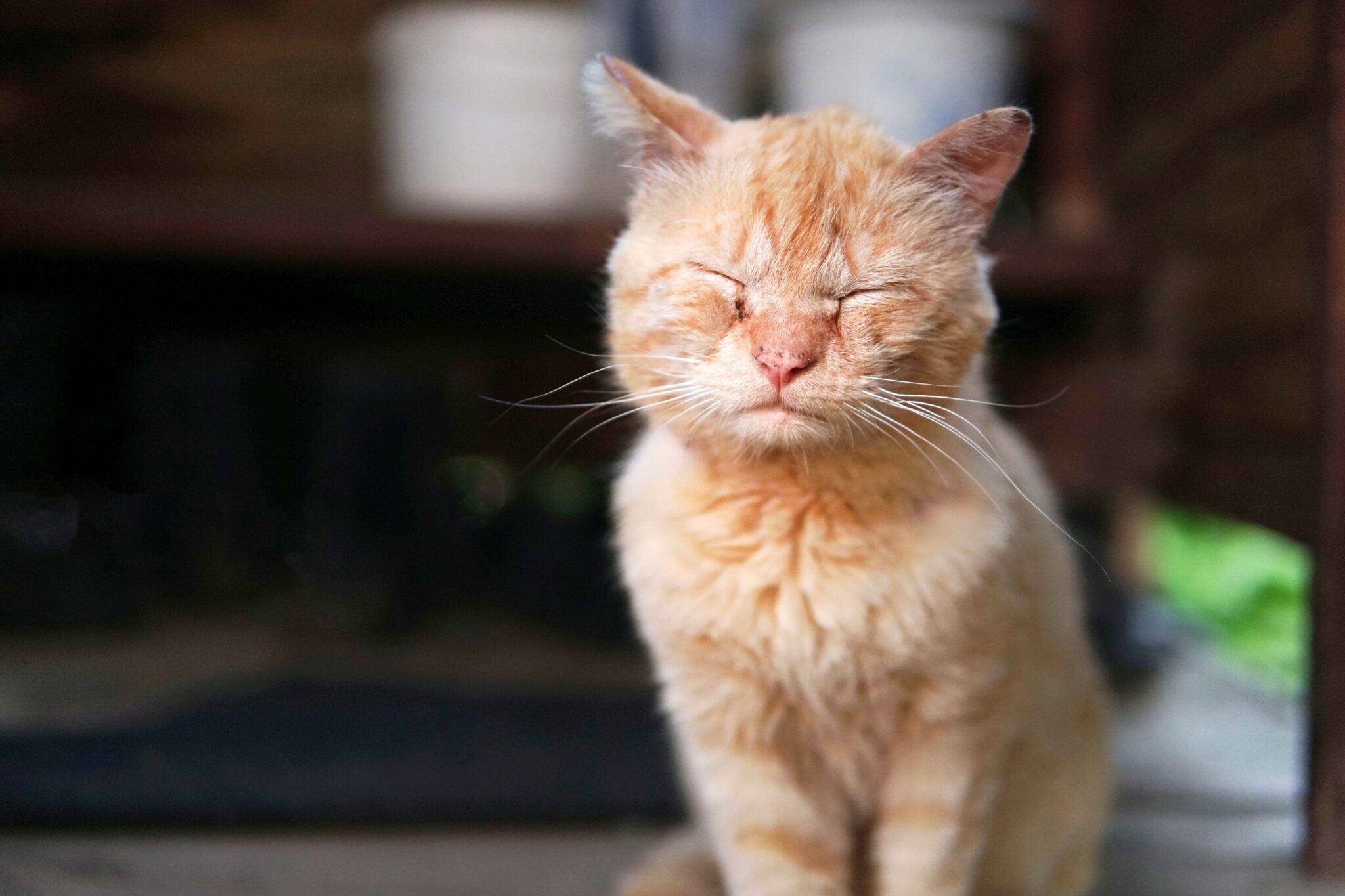 Doenças de pele nos gatos? Veja as mais comuns