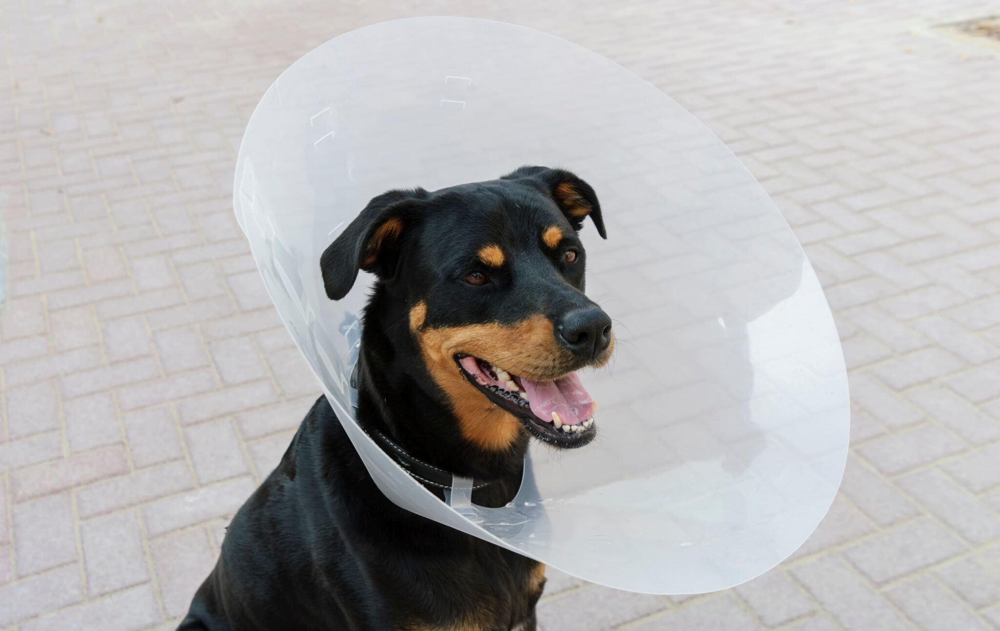 O que é e como usar o Colar Elizabetano? Confira na PremieRpet