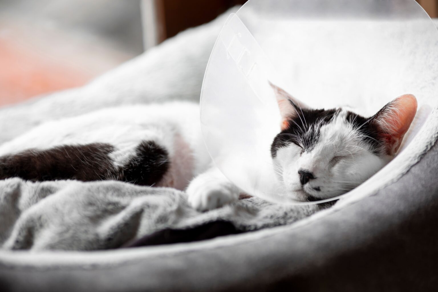 O que é e como usar o Colar Elizabetano? Confira na PremieRpet