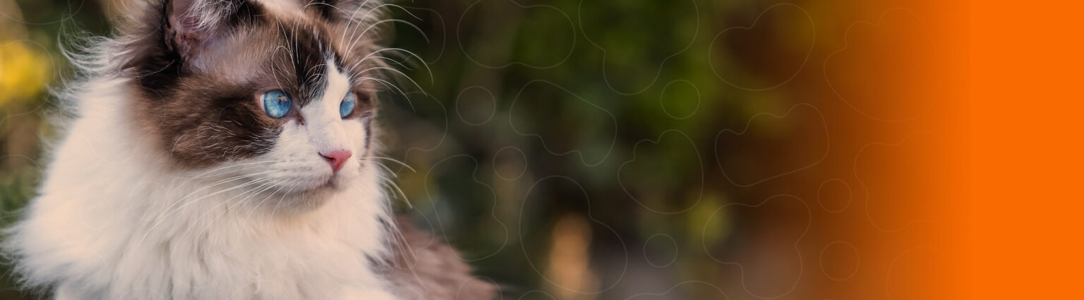 Ragdoll: tudo o que você precisa saber