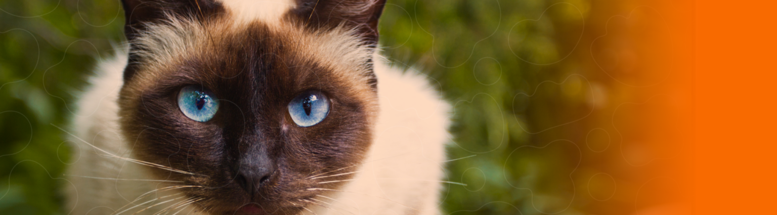 Siamês: tudo o que você precisa saber