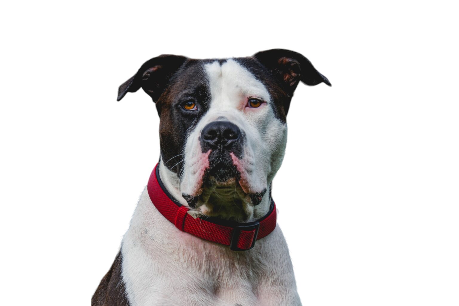 Bulldog Americano: tudo o que você precisa saber