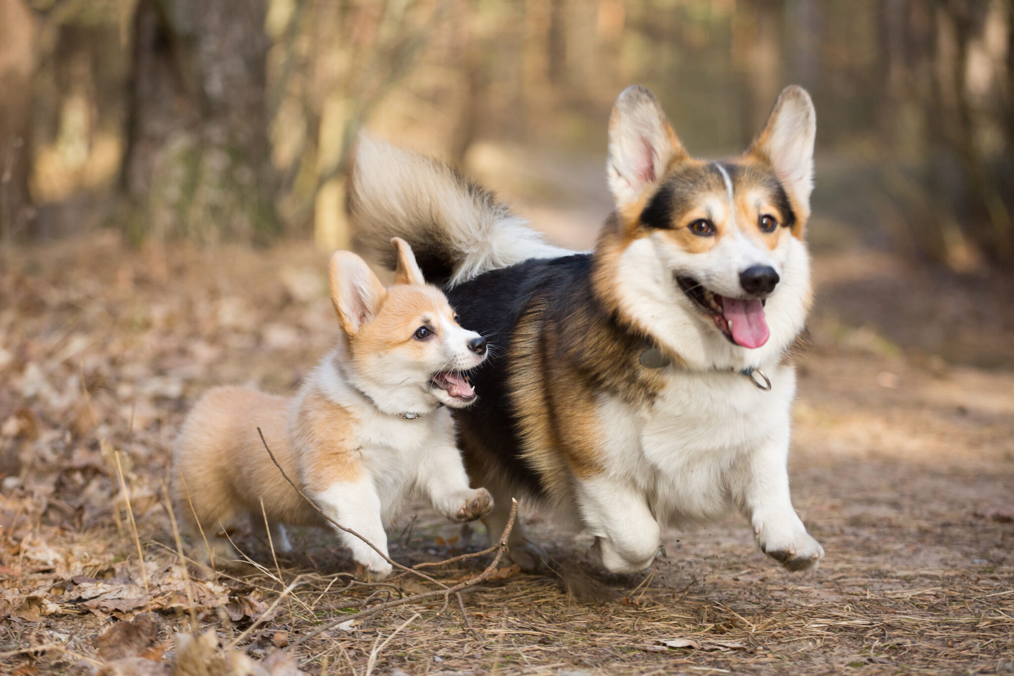 Corgi Pembroke: tudo o que você precisa saber!