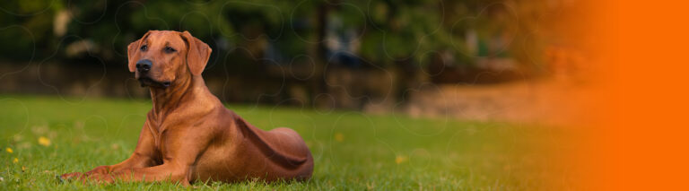 Rhodesian Ridgeback tudo o que você precisa saber!