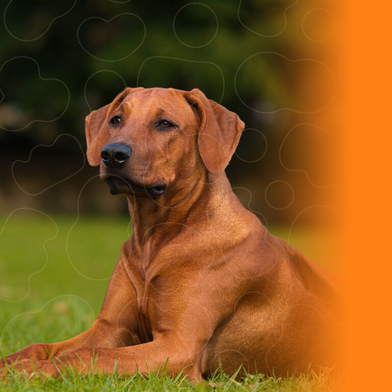 Rhodesian Ridgeback tudo o que você precisa saber!