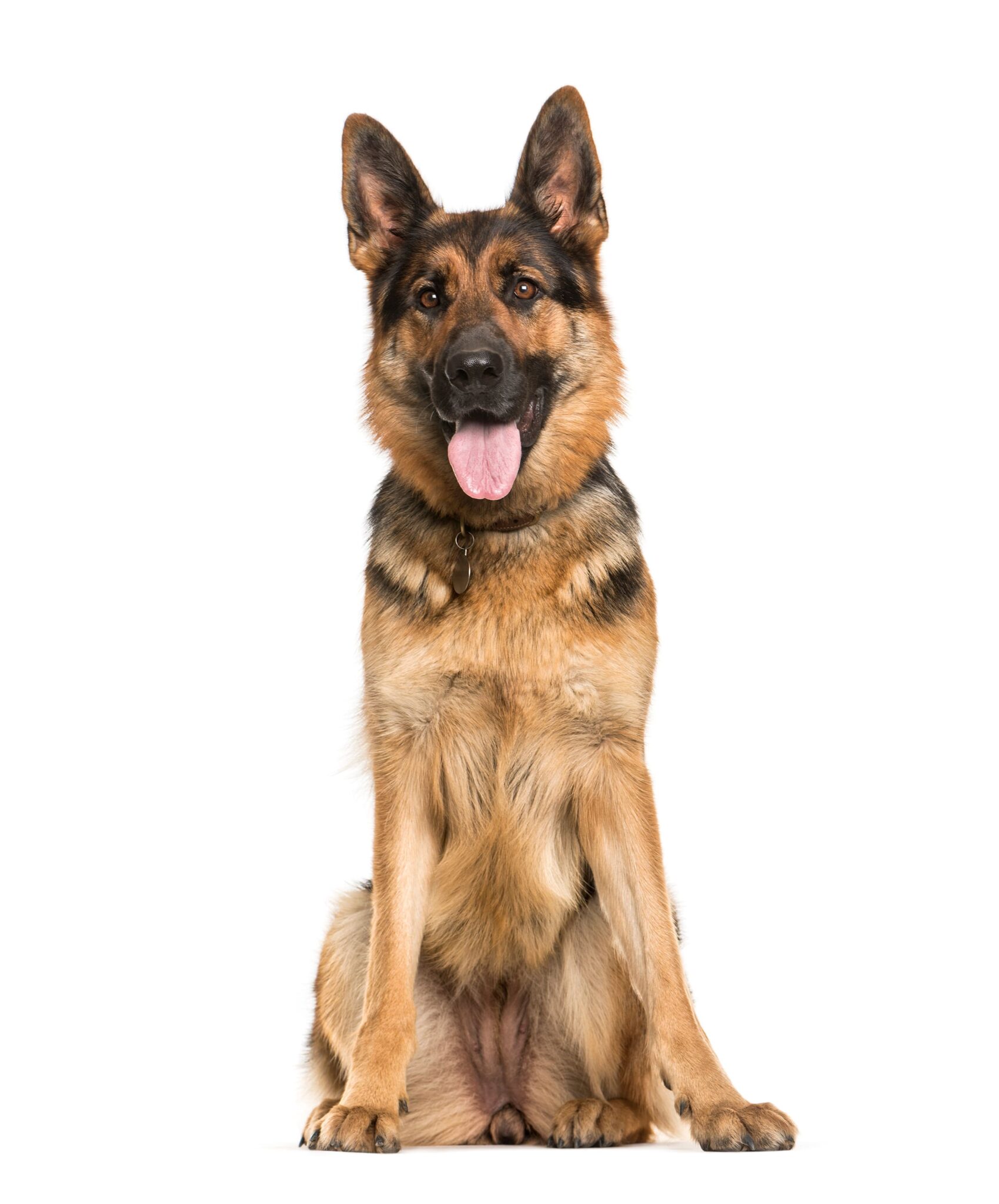 Pastor Alemão: tudo o que você precisa saber!