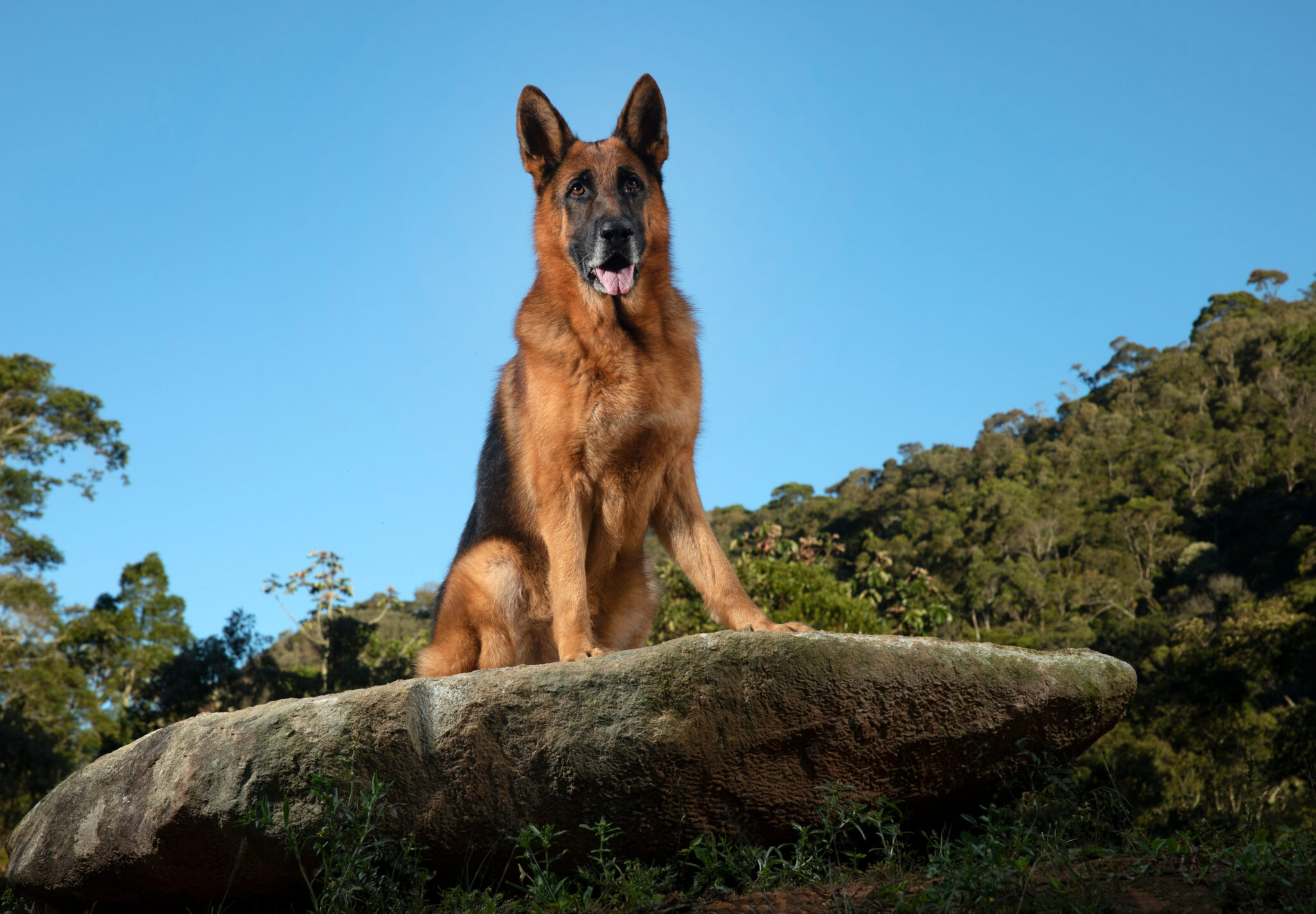 Pastor Alemão: tudo o que você precisa saber!