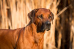 Rhodesian Ridgeback tudo o que você precisa saber!