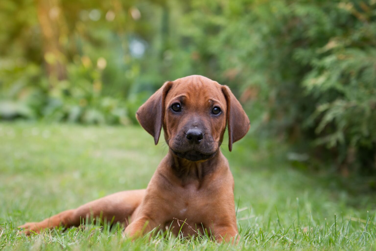 Rhodesian Ridgeback tudo o que você precisa saber!
