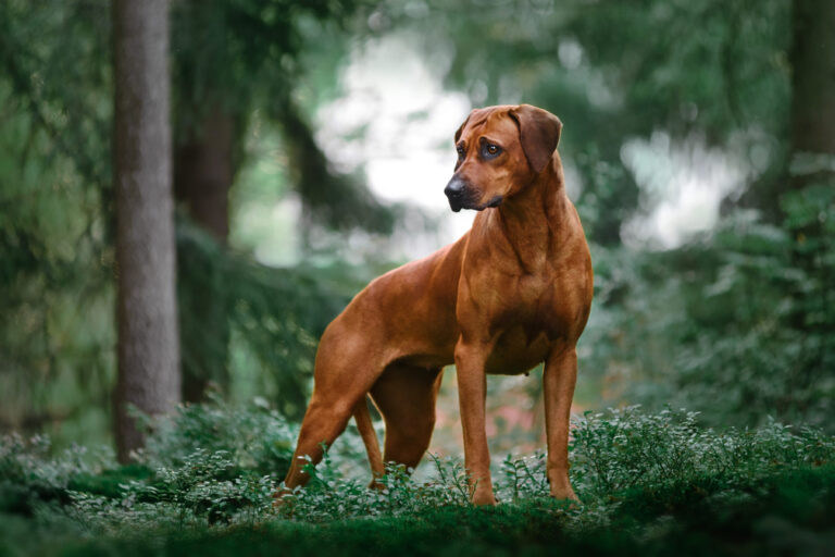 Rhodesian Ridgeback tudo o que você precisa saber!