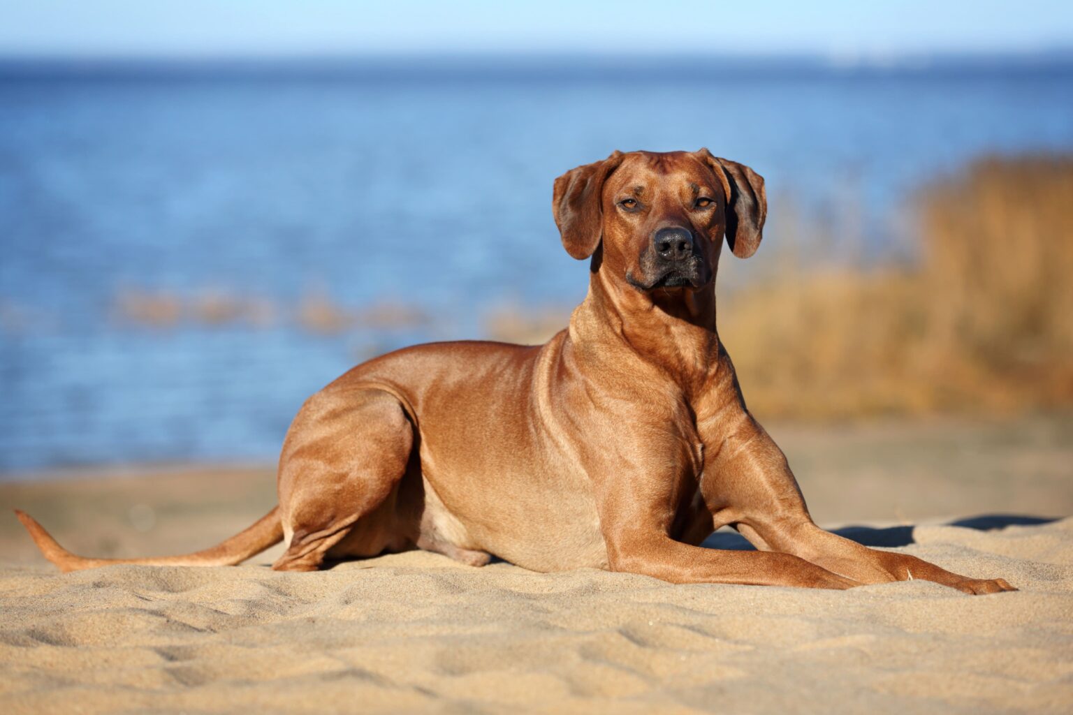 Rhodesian Ridgeback tudo o que você precisa saber!