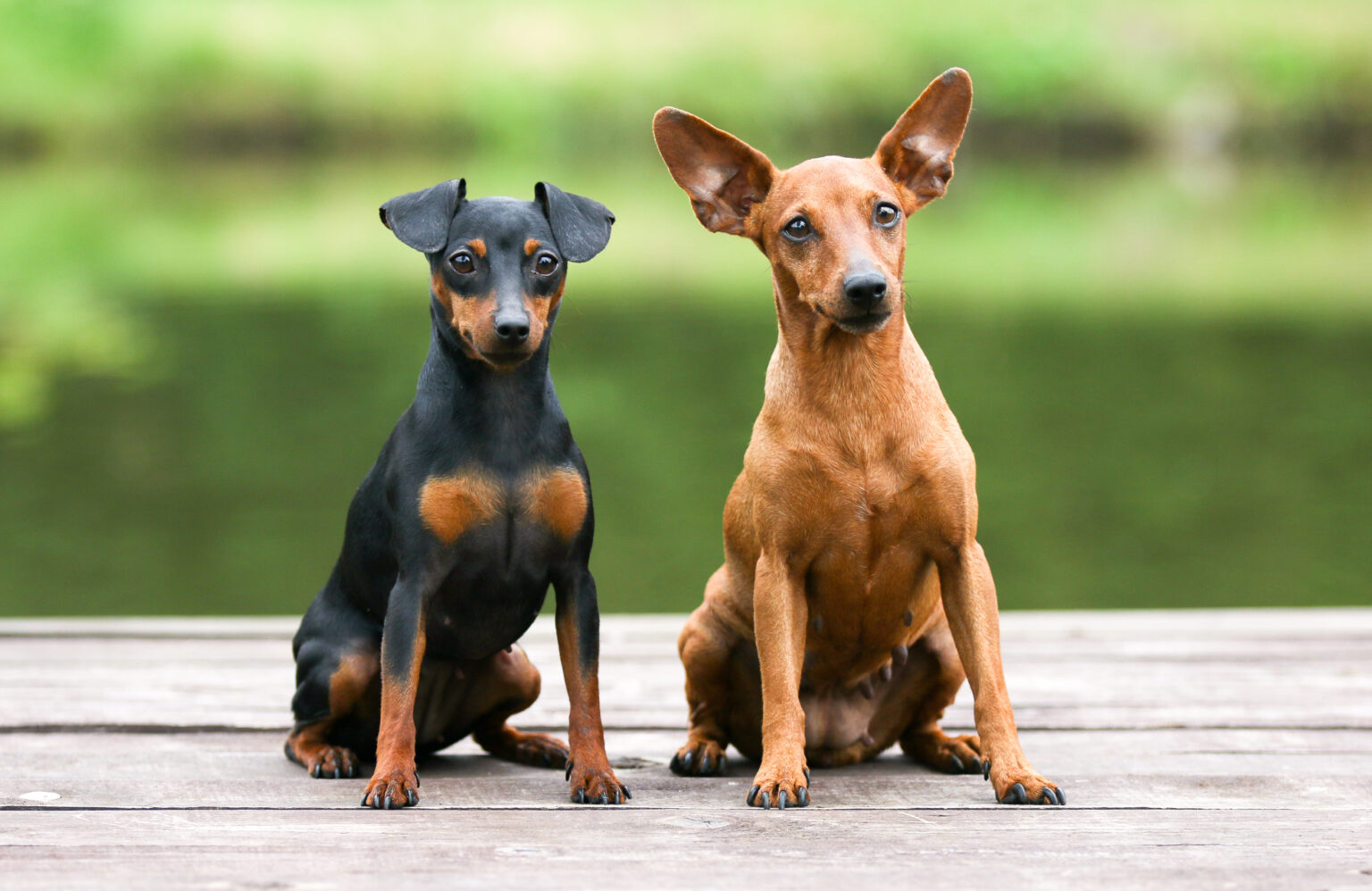 Pinscher Miniatura: tudo o que você precisa saber!