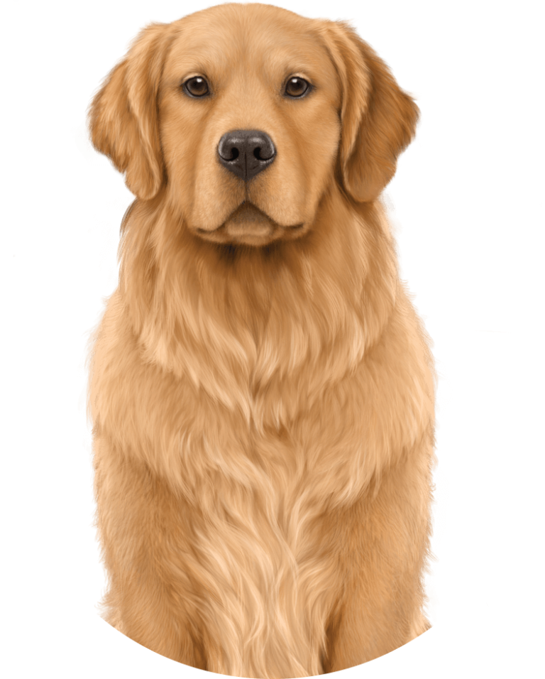 GoldeN Gatos - PremieRpet