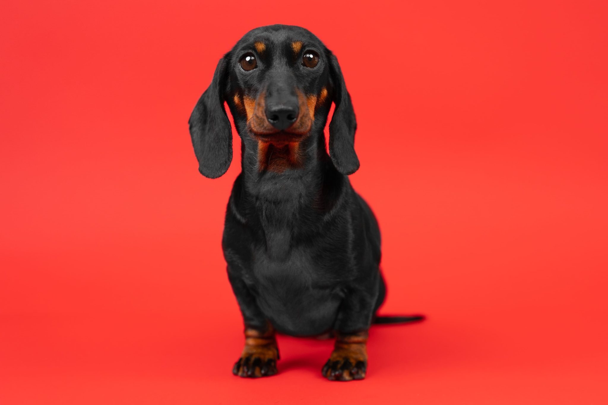 Fatos Interessantes Sobre o Dachshund, o Cachorro Salsicha