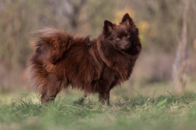 Spitz Alemão: conheça mais sobre essa raça encantadora