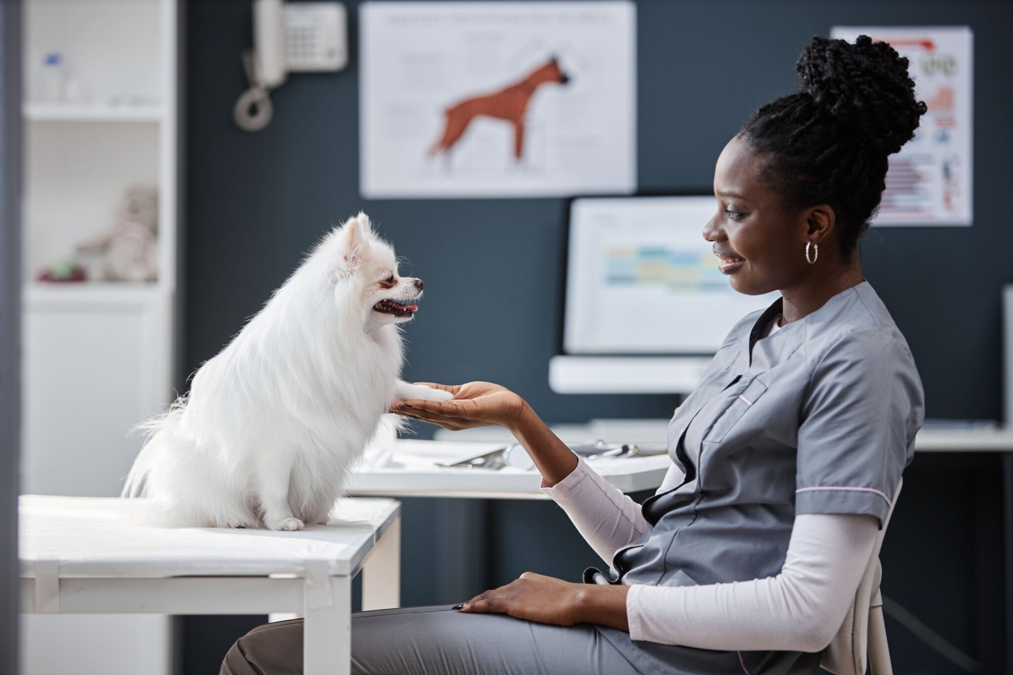 Spitz Alemão: conheça mais sobre essa raça encantadora