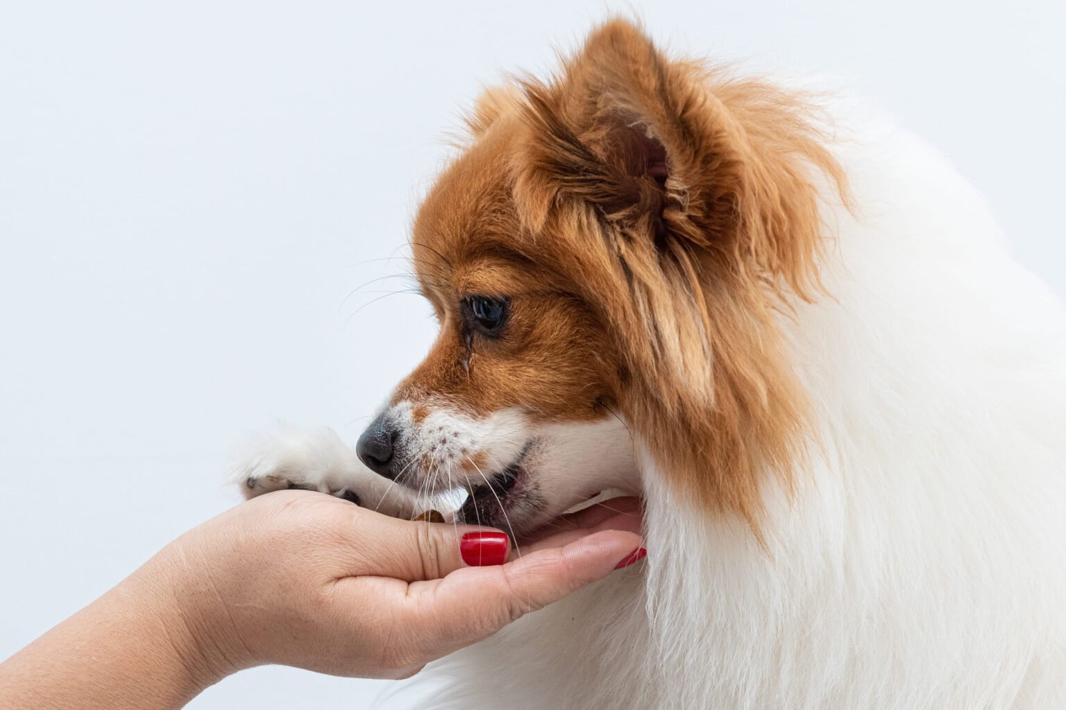 Spitz Alemão: conheça mais sobre essa raça encantadora