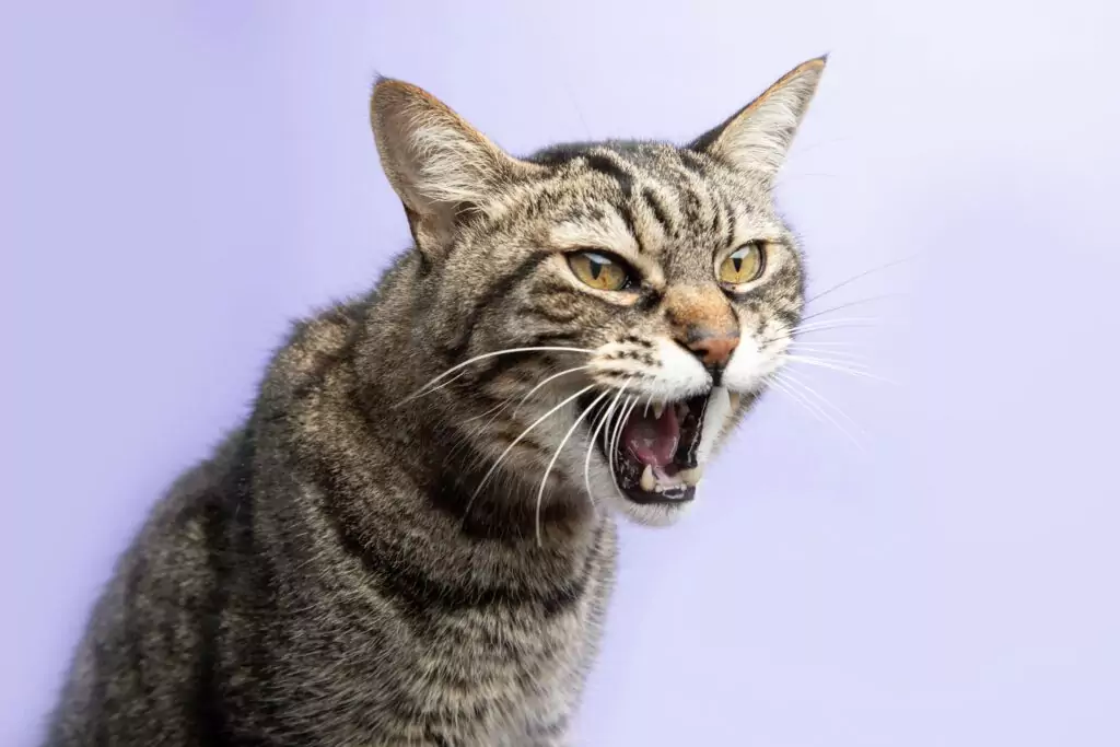 Linguagem corporal dos gatos: entenda todos os sinais!
