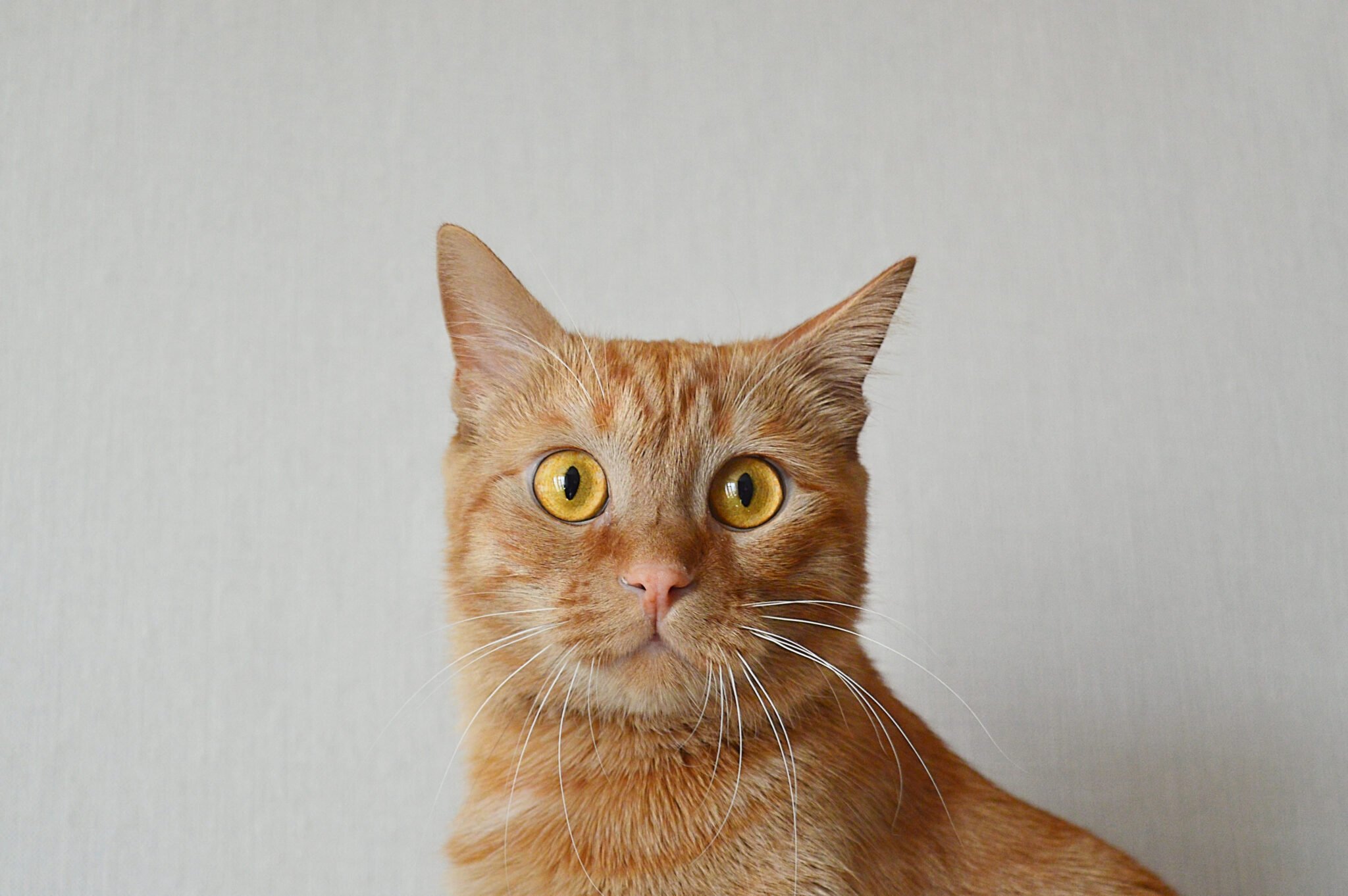 Linguagem corporal dos gatos: entenda todos os sinais!