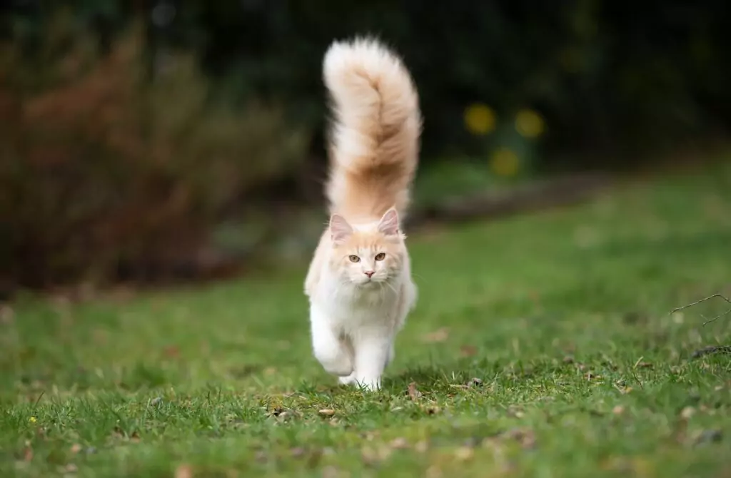 Linguagem corporal dos gatos: entenda todos os sinais!