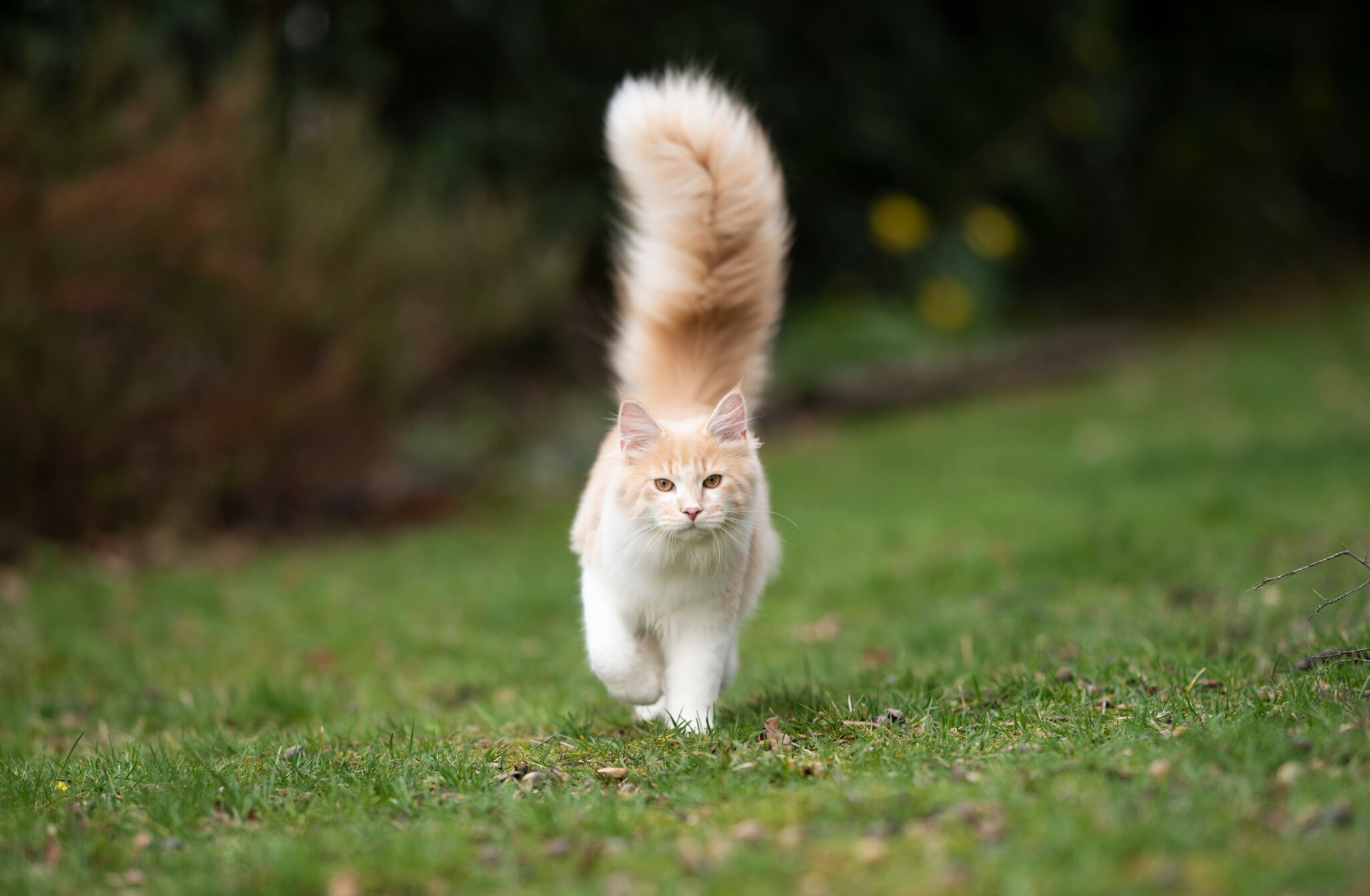 Linguagem corporal dos gatos: entenda todos os sinais!
