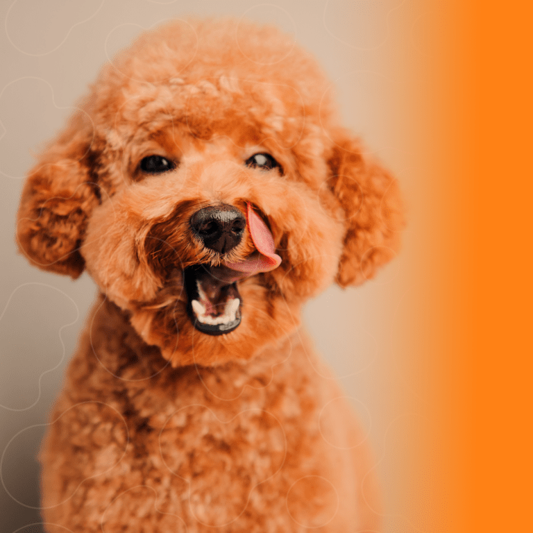 Poodle: como é o comportamento e características da raça?