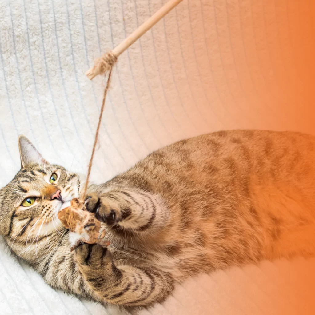 Seu Gato É Macho ou Fêmea? Descubra de Forma Certa!