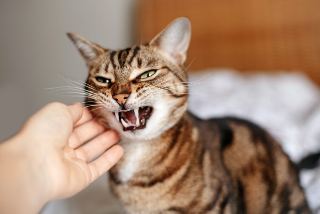 Gato estressado: como identificar e ajudar seu gato