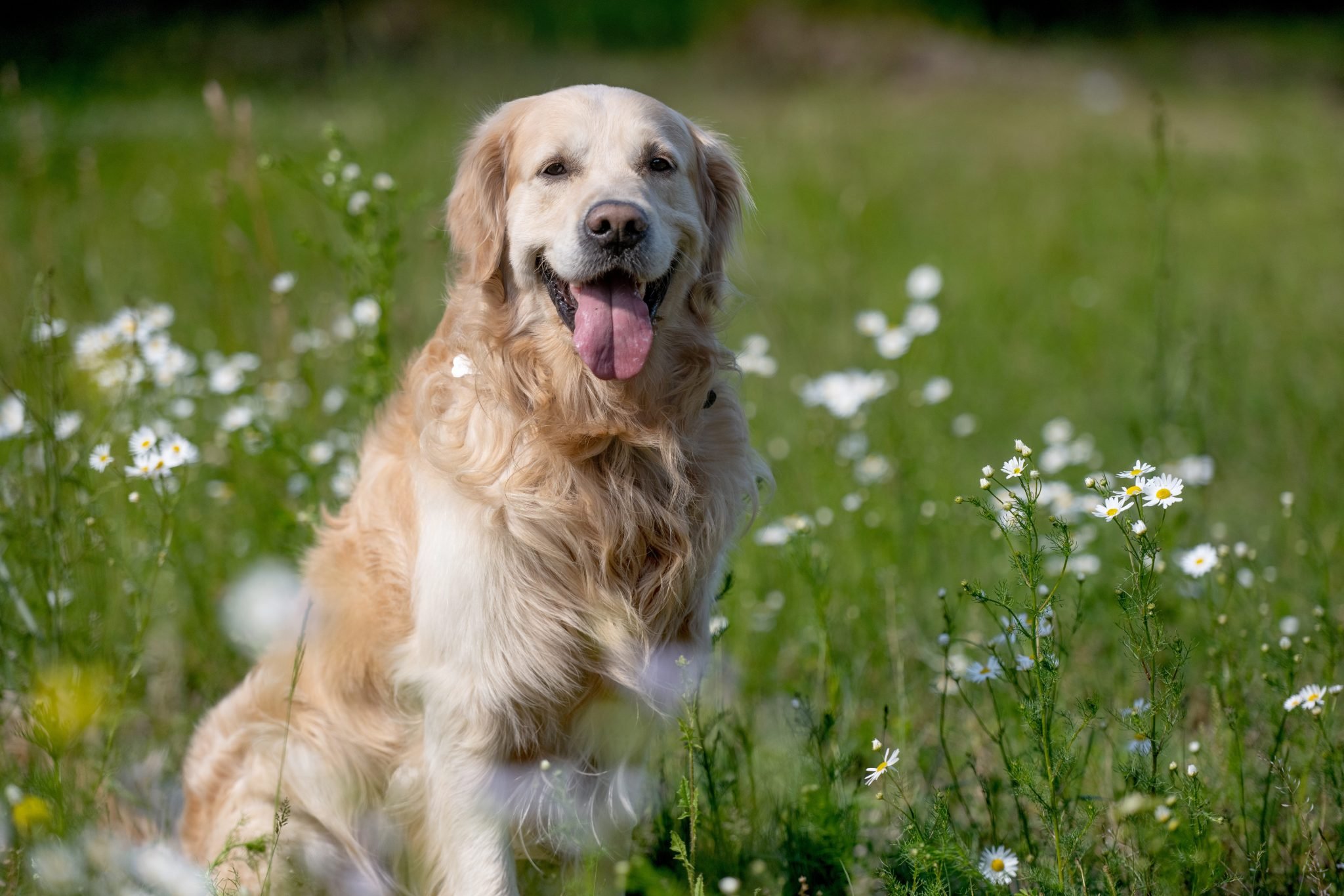 Cão-guia: tudo o que você precisa saber sobre esse herói