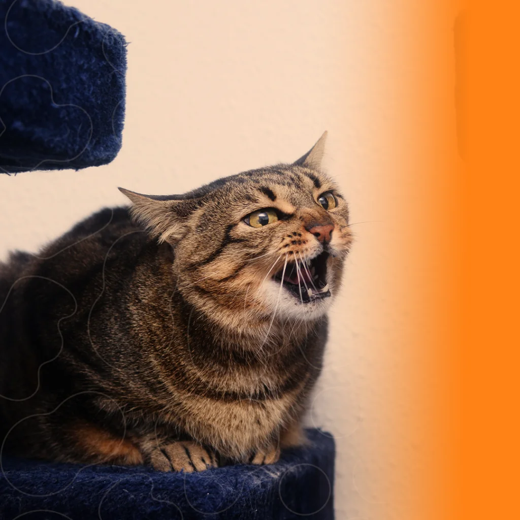 Gato estressado: como identificar e ajudar seu gato