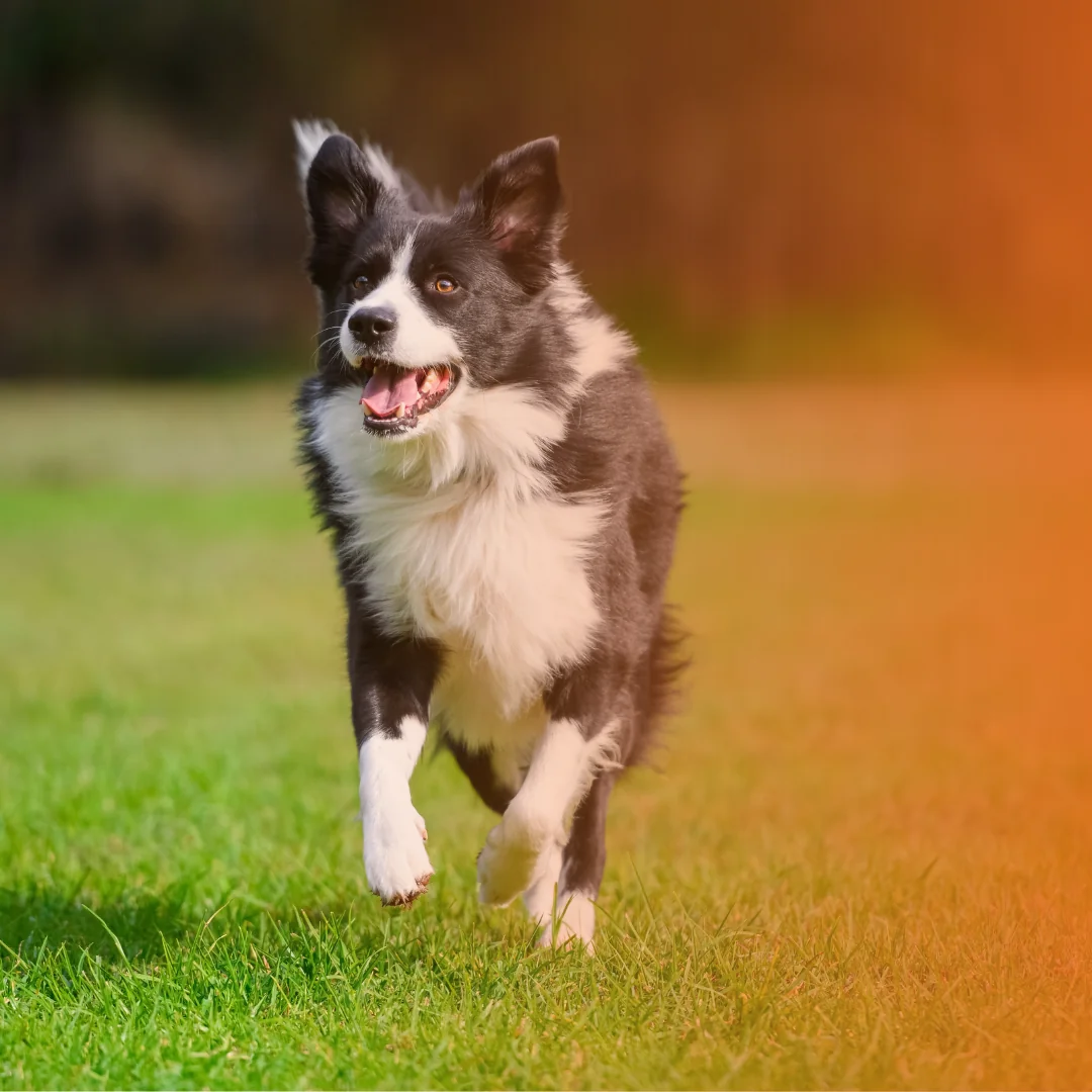 Spitz Alemão: conheça mais sobre essa raça encantadora